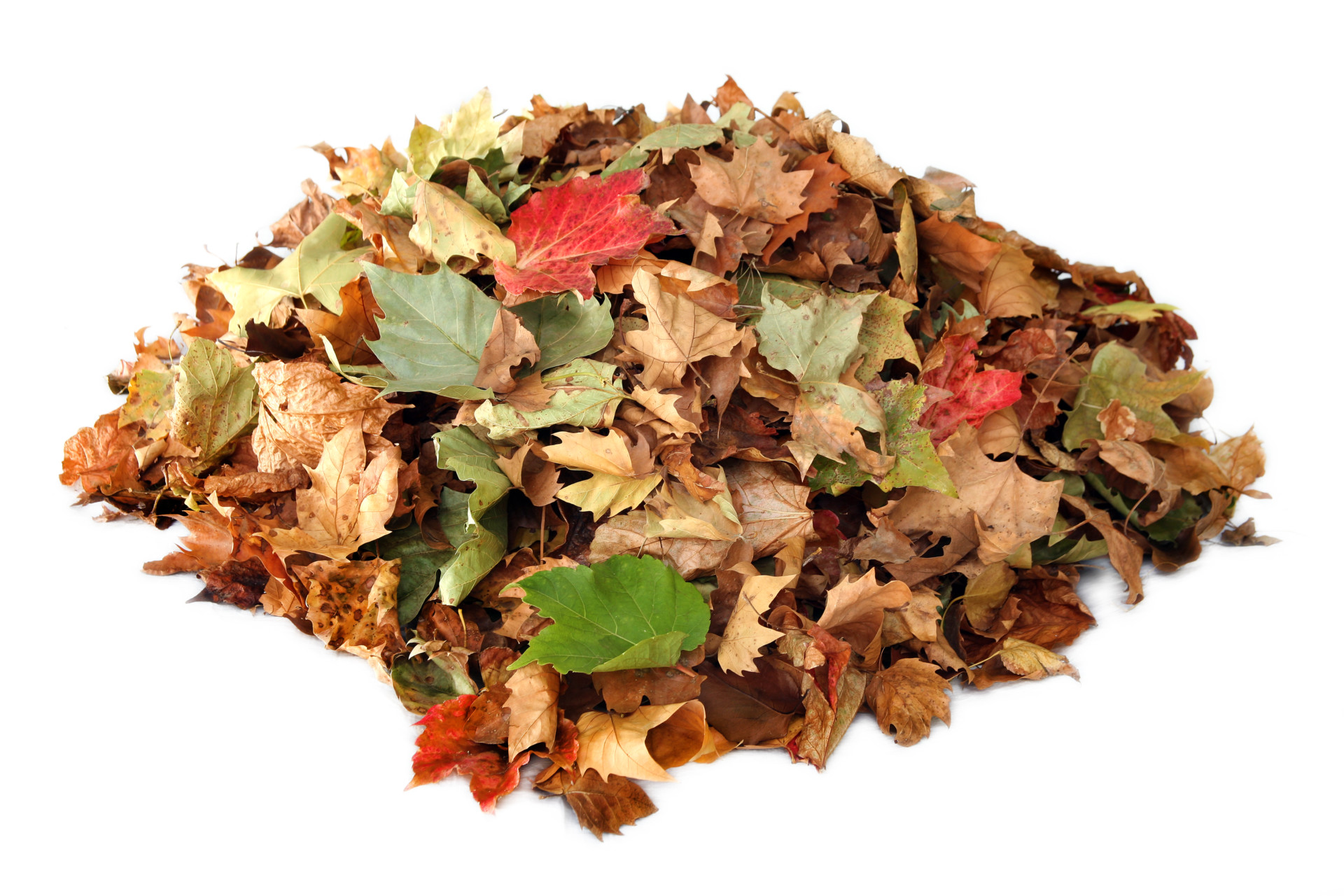 2022 Community Leaf Composting Opportunities & Events - Recology