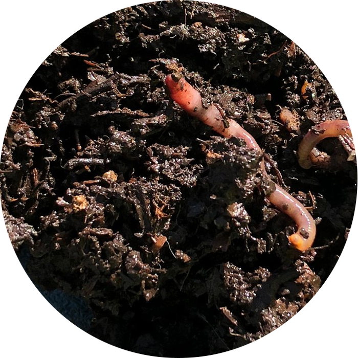 VermiCompost_700x700 | Recology